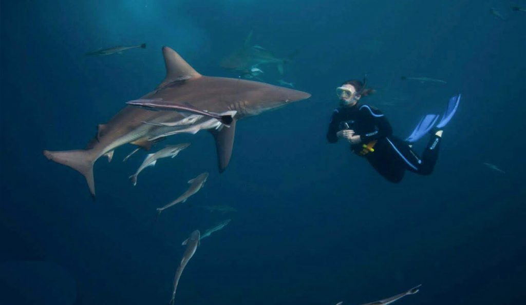 Underwater Videography - Africa Media